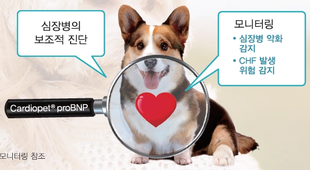혈액검사로 반려동물 심장병 조기진단‥IDEXX proBNP 검사 주목 – 데일리벳