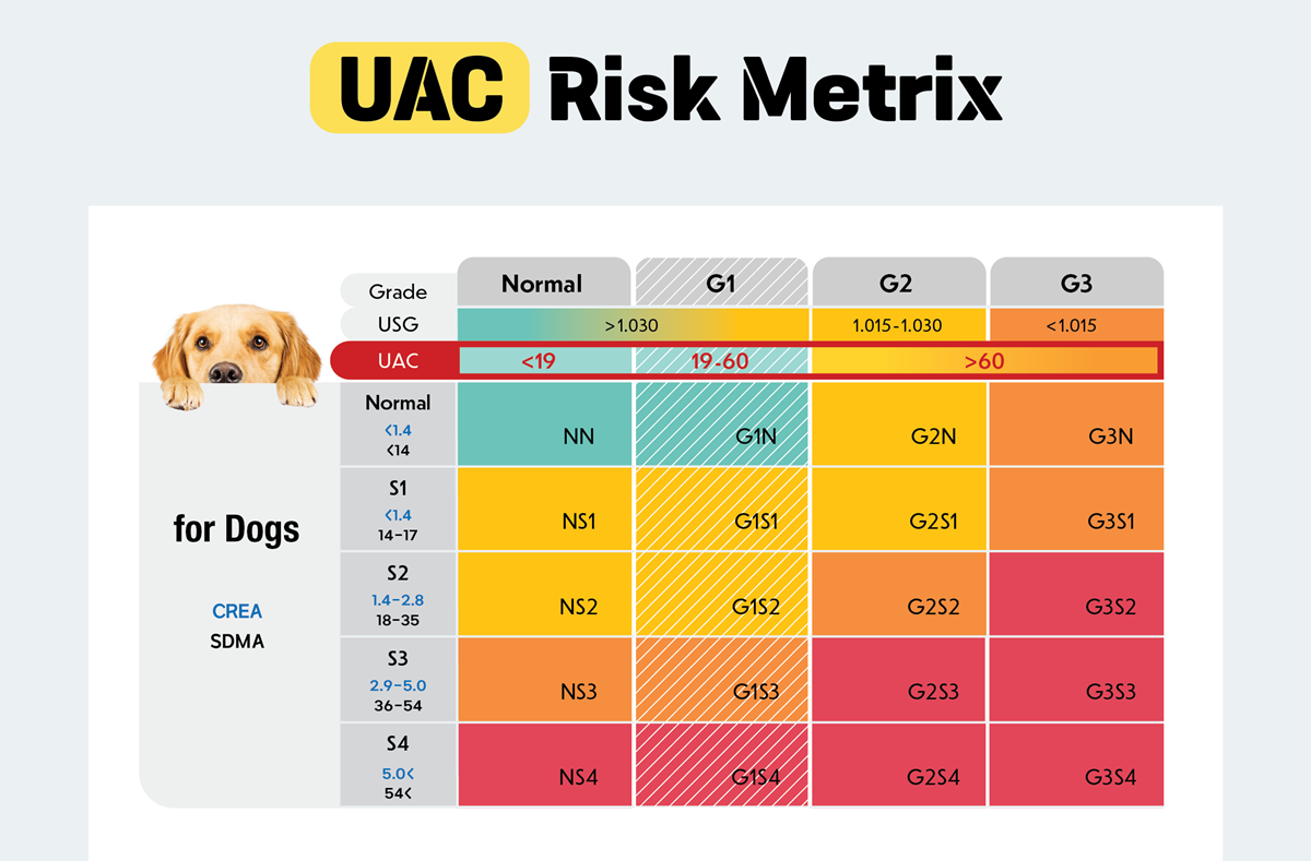 신부전 조기진단 마커 UAC, IRIS stage와 비교하면? – 데일리벳