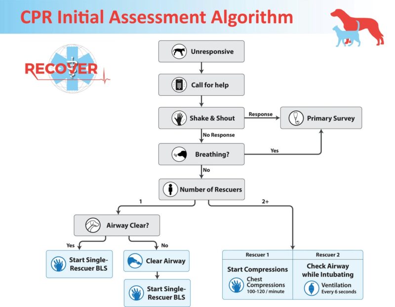 반려동물 CPR 흉부 압박 속도는 분당 100~120회 – 데일리벳