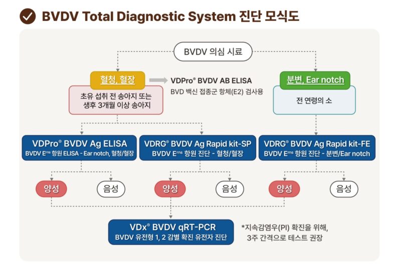 메디안디노스틱, BVD 종합검사키트 출시..현장 신속진단·실험실 확진 기반 – 데일리벳